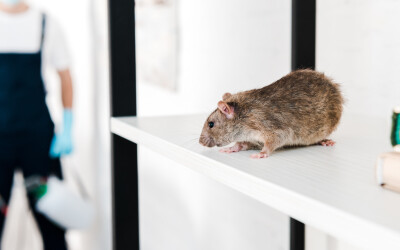 Muizenplaag bestrijden Den Haag | Snel en efficiënt | Alkon